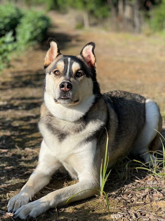 Training – Critters Corner