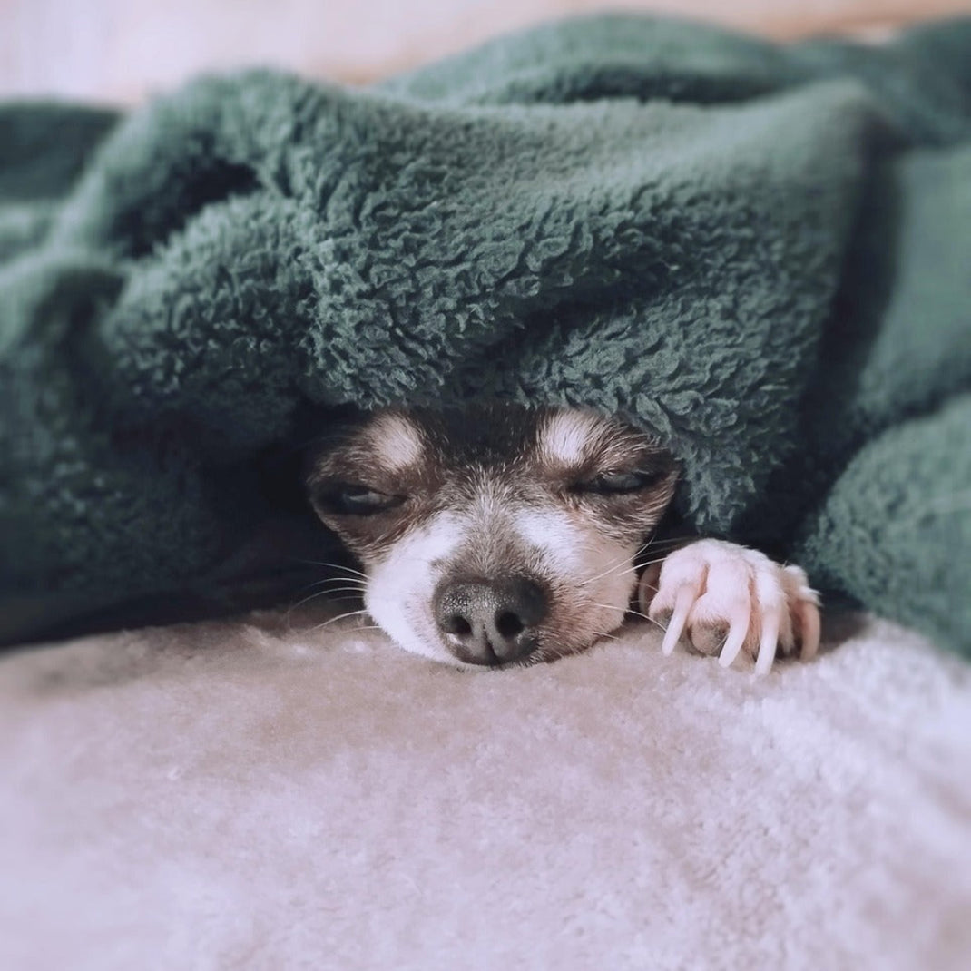 Boarding – Critters Corner